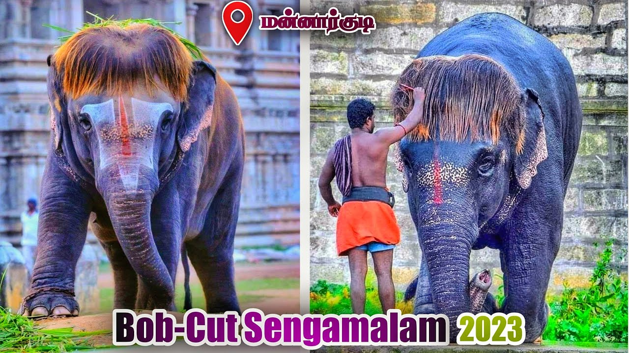 Bob-Cut Sengamalam Elephant 🐘| மன்னார்குடி செங்கமலம் யானை 🤩 - YouTube