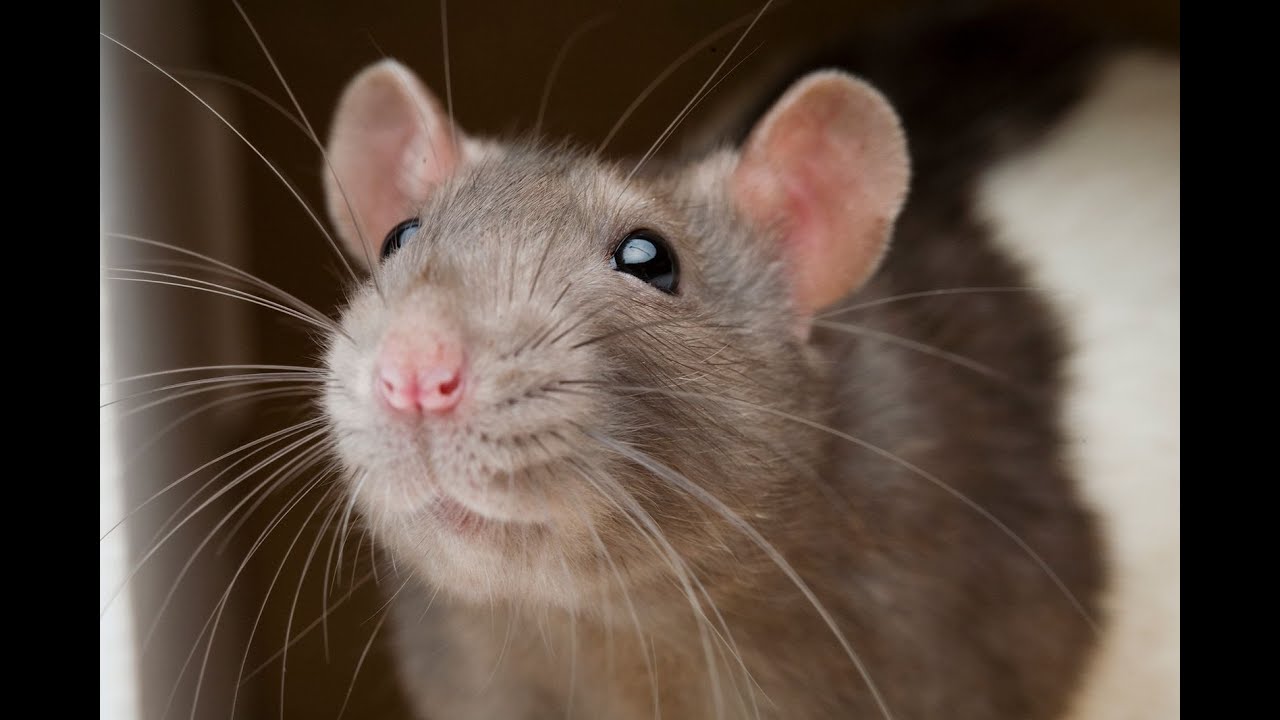 Hypixel Tommyinnit housing - YouTube