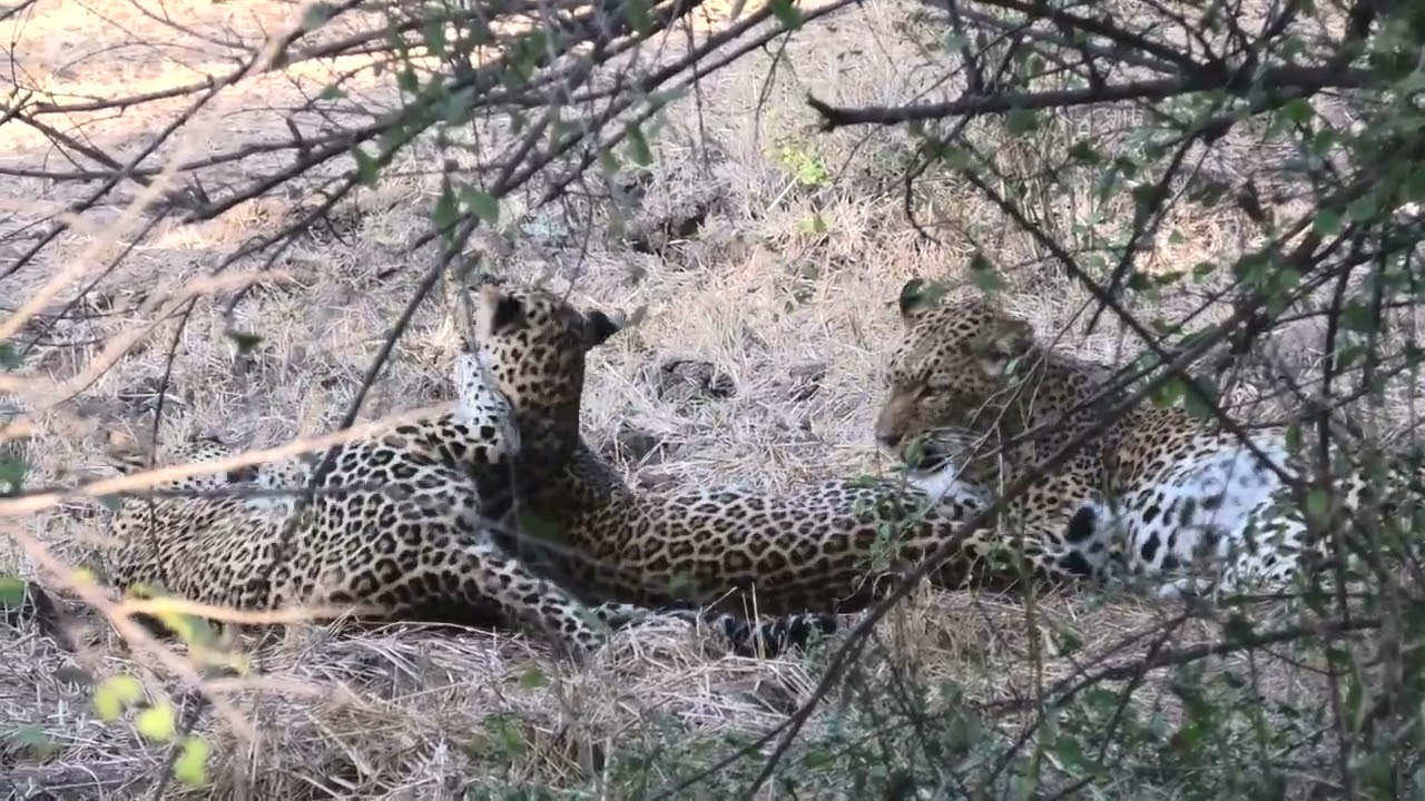 Three leopardesses 2022 Cynthia Tuthill - YouTube