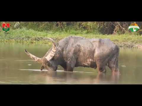 Kaziranga National Park ll Assam - YouTube