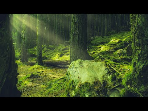 4K Forest | Beautiful landscapes of nature with relaxing music