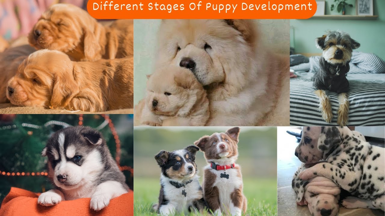 Different Stages Of Puppy Development | V22 | Cute Dog Videos | Dogs ...