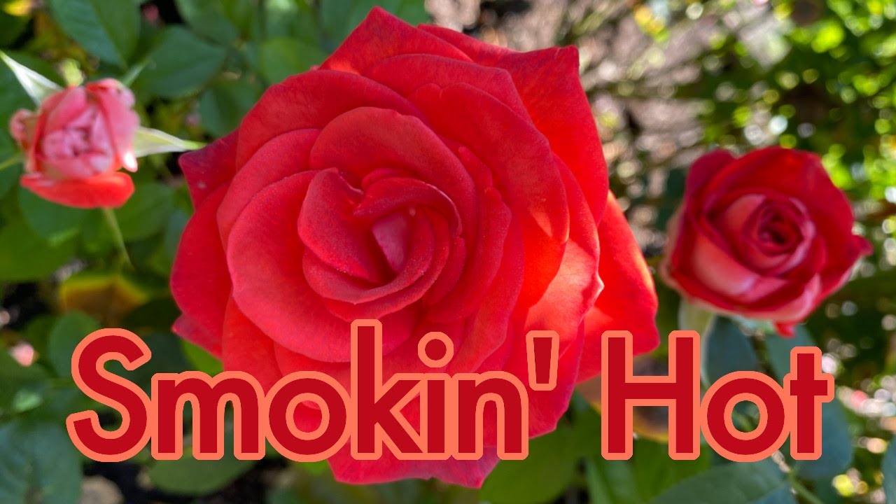 🌹 Smokin' Hot, Grandiflora Rose - YouTube
