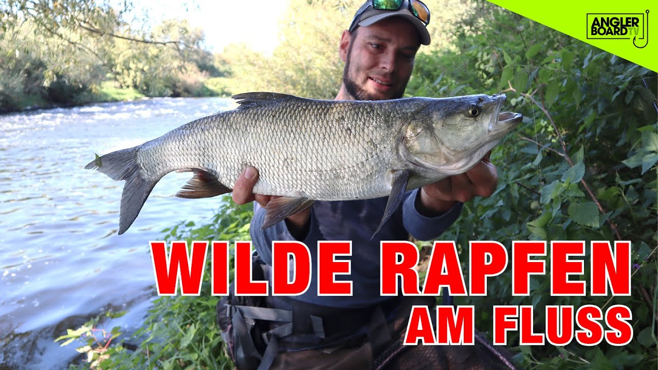 Rapfenangeln am Fluss | Anglerboard TV - YouTube