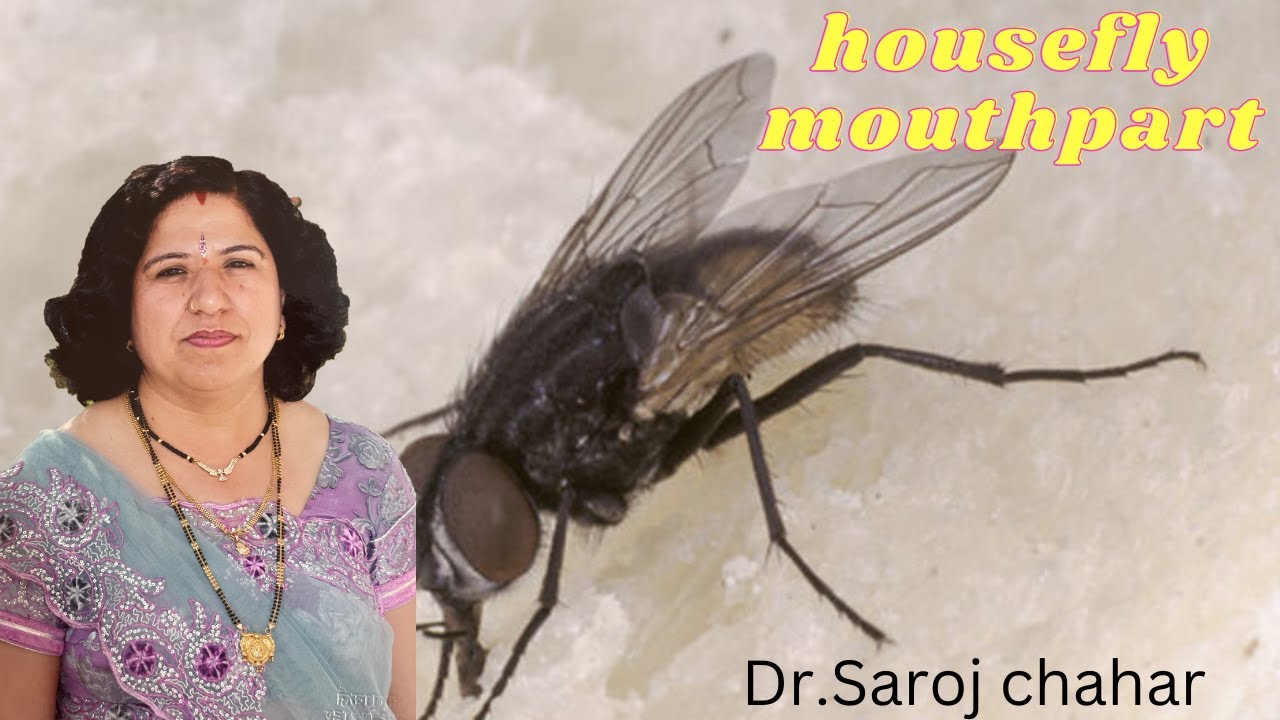 mouth part of House fly, sponging type - YouTube