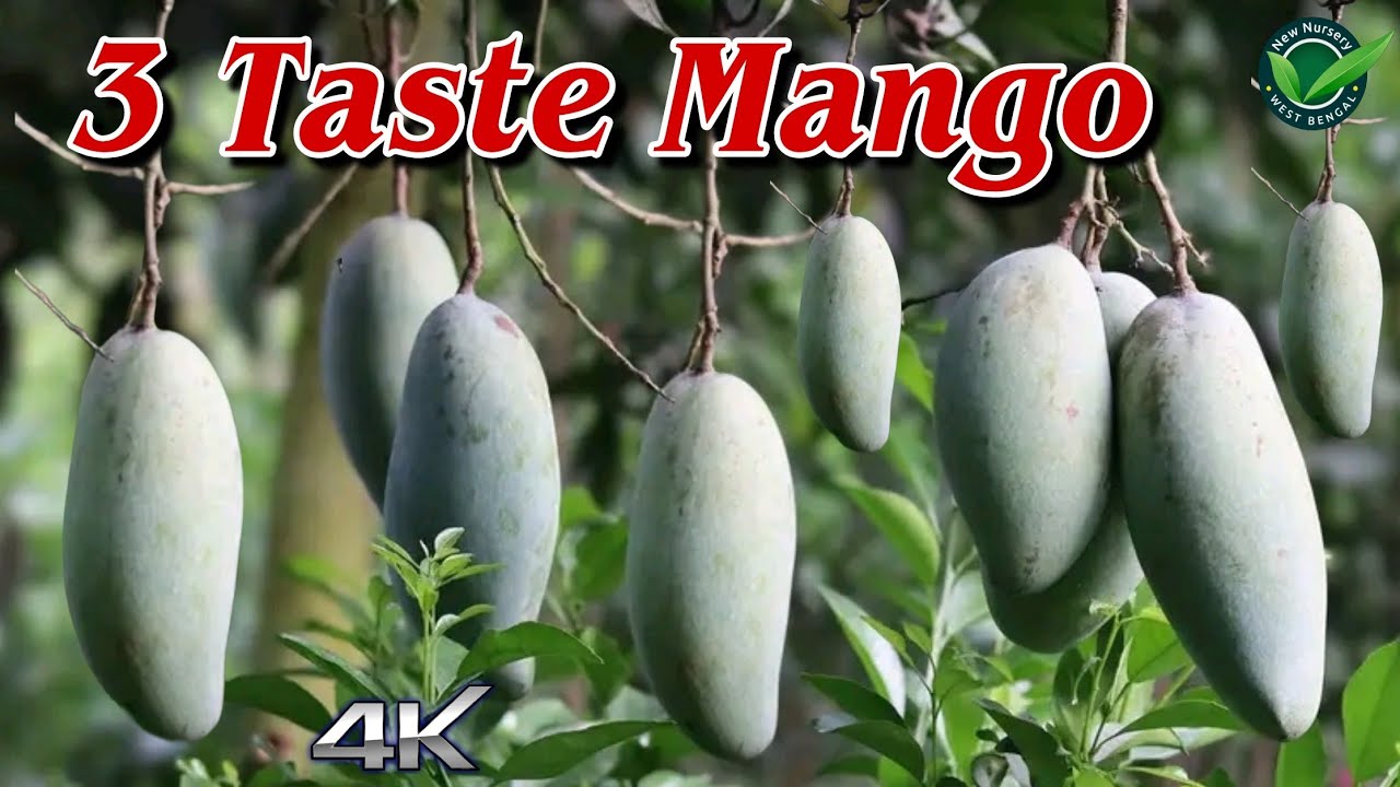 Thai (3 taste mango) Three taste mango - YouTube