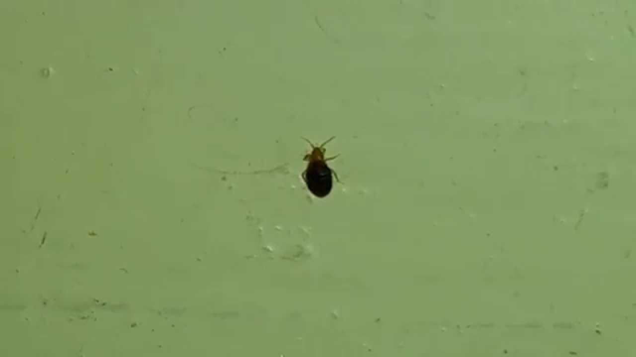Bedbug (cimex lectularius) - YouTube