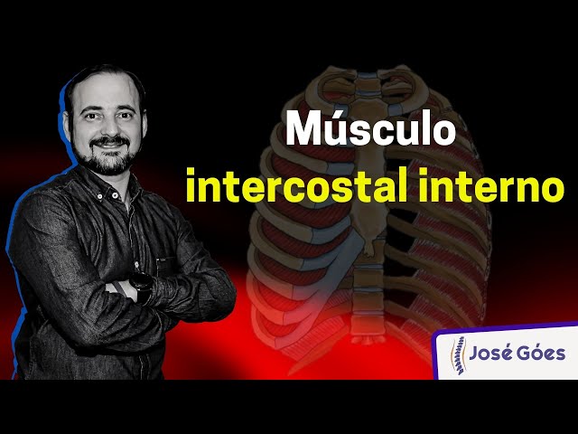 Musculos Intercostais Mais Internos Parede Torácica: Anatomia