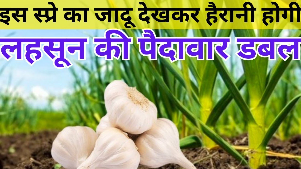 लहसुन का साईज बढ़ाने का रामबाण तरीका || lahsun ka size kese badhaen ...