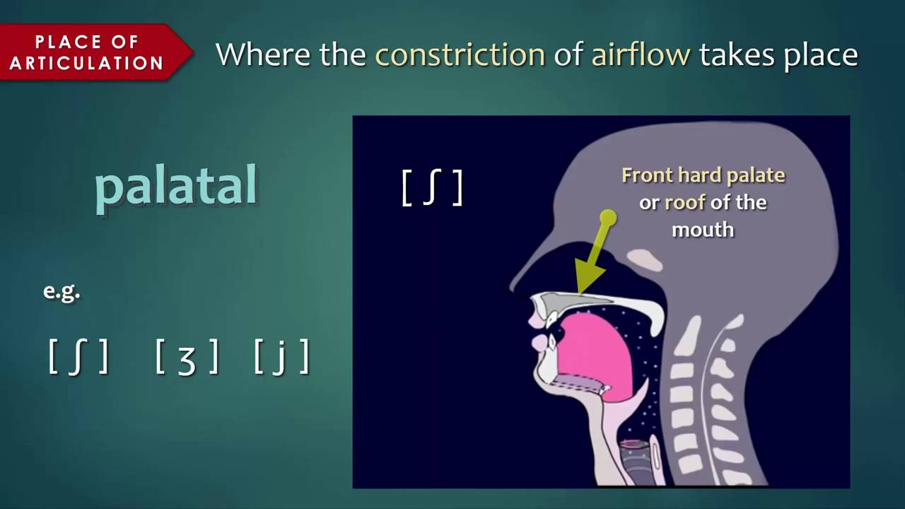 Introduction to Articulatory Phonetics - YouTube