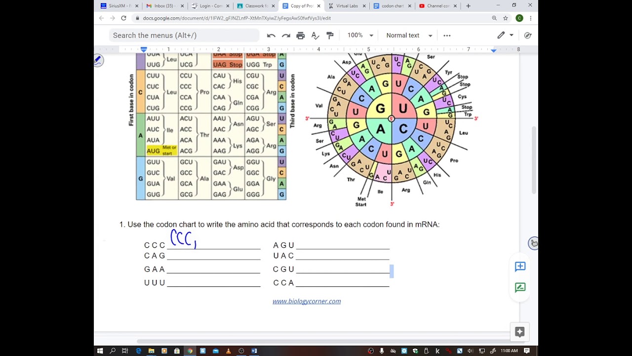 codon worksheet after notes - YouTube