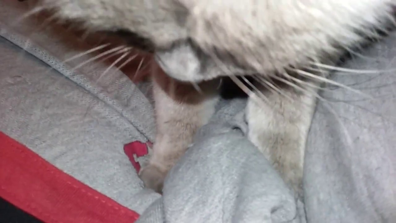 Ella kneading - PoathCats / PoathTV / Floppy Ragdoll Cats - YouTube