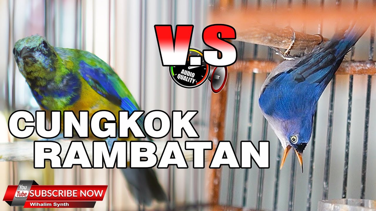 CUCAK CUNGKOK VS RAMBATAN PARUH MERAH GACOR TAJAM JERNIH COCOK UNTUK ...