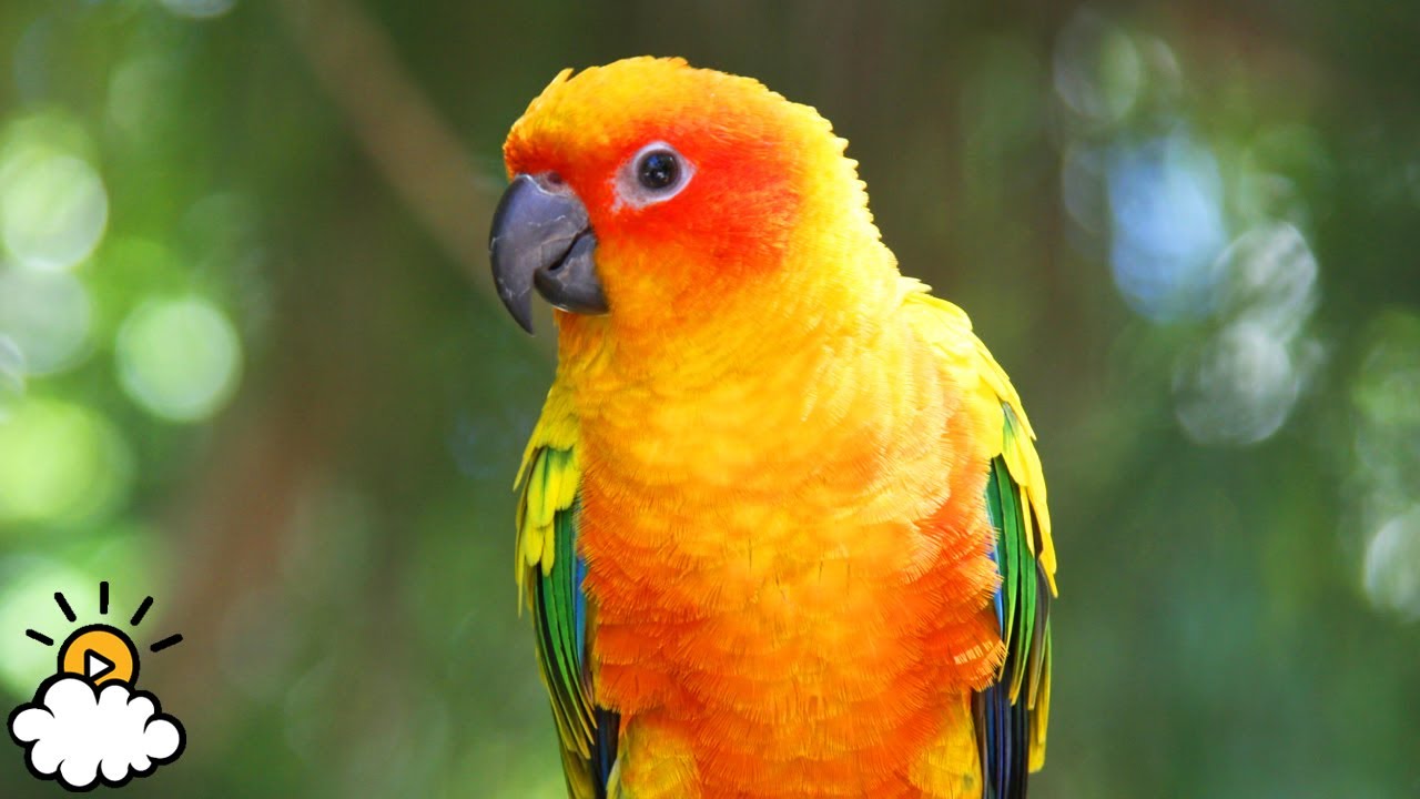 Meet Rosie The Parrot! - YouTube