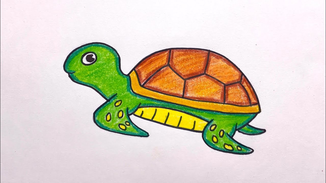 How to Draw Tortoise or Turtle | Tortoise Drawing kaise kare - YouTube