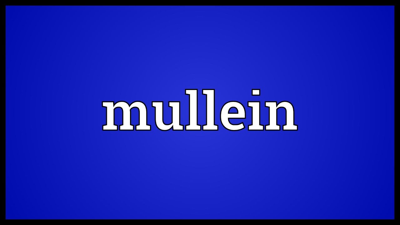 Mullein Meaning - YouTube
