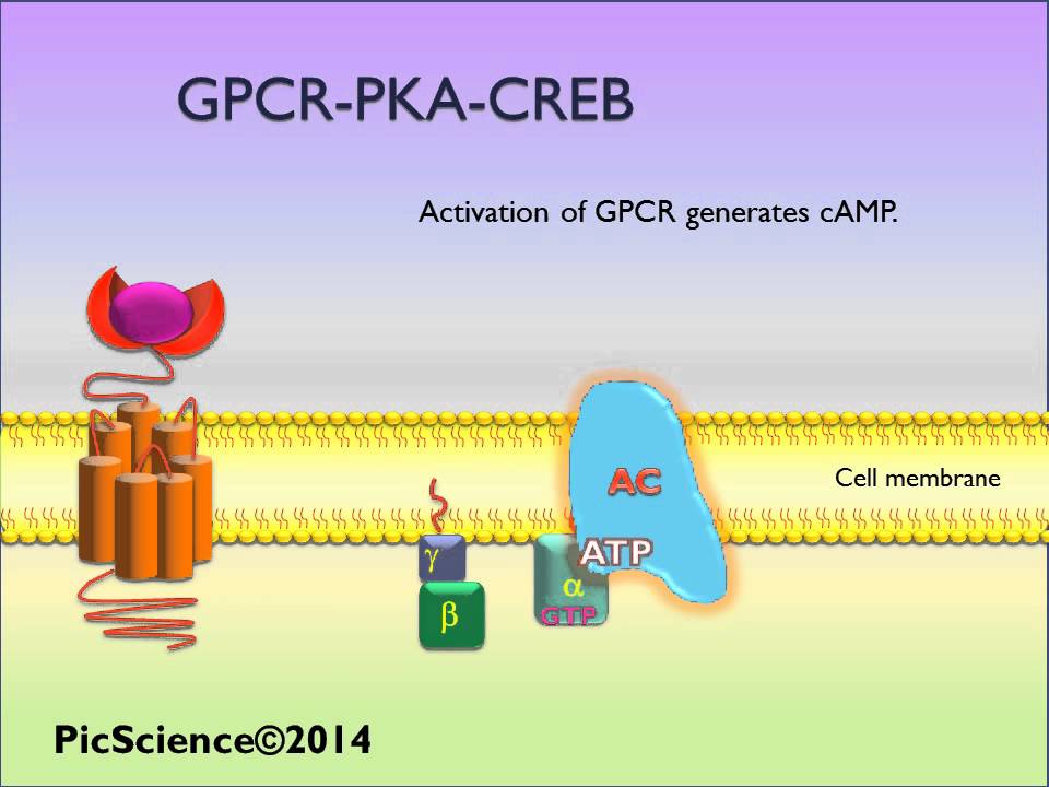 PicScience GPCR PKA CREB - YouTube