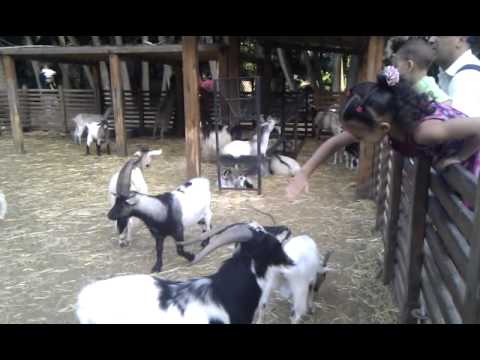 RESIT KECILERI KACIRDI.3gp