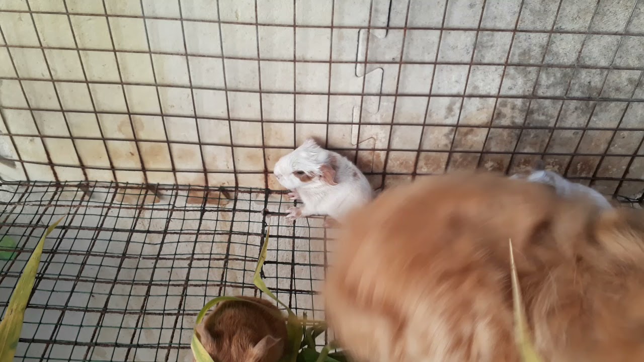 when mommy guinea pig gets mad - YouTube