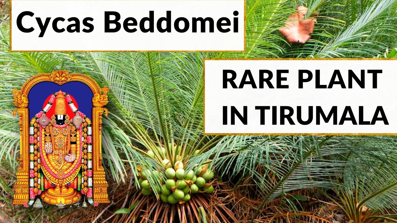 Cycas beddomei | Rare Plant Only in Tirumala |Tirupati Miracle | Cycas ...