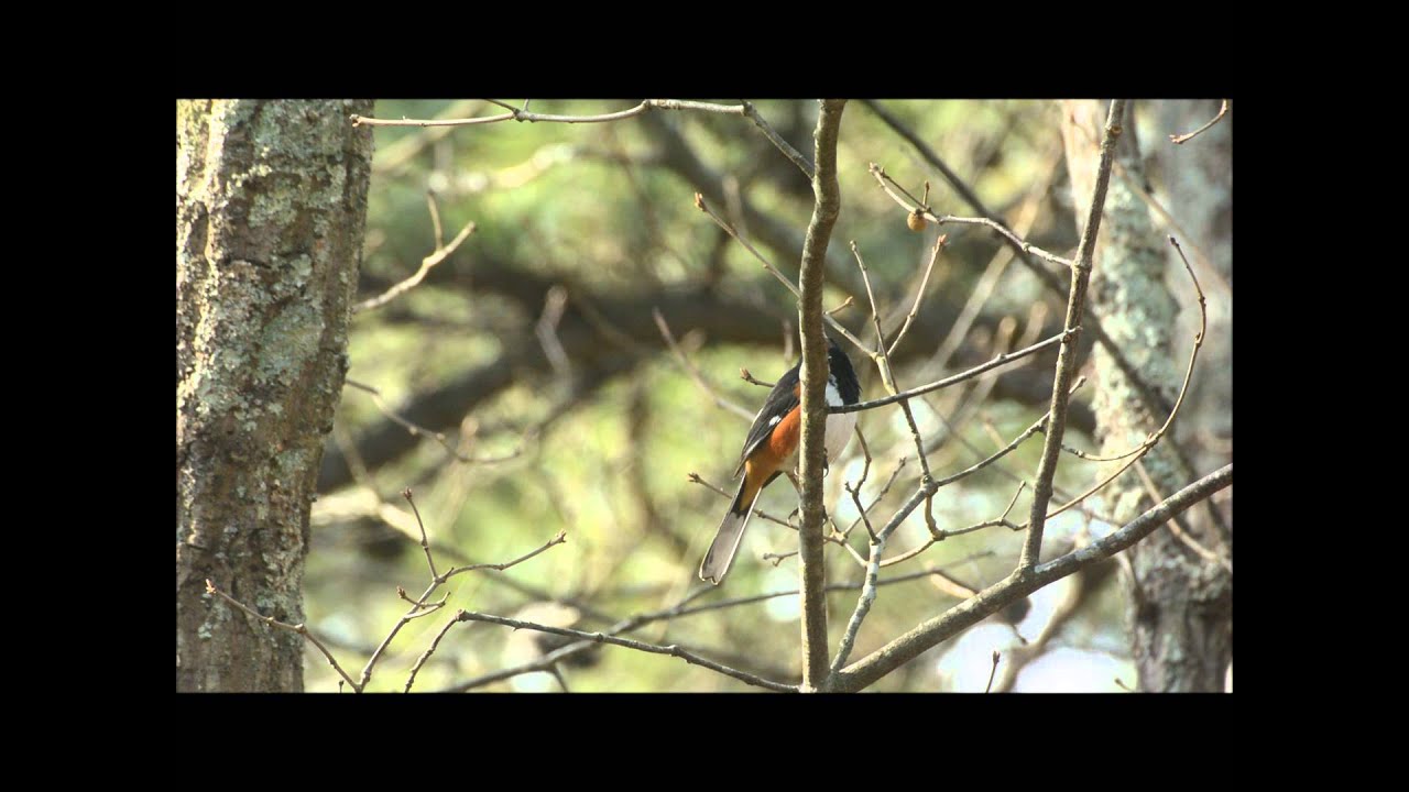 rufous sided towhee singing - YouTube