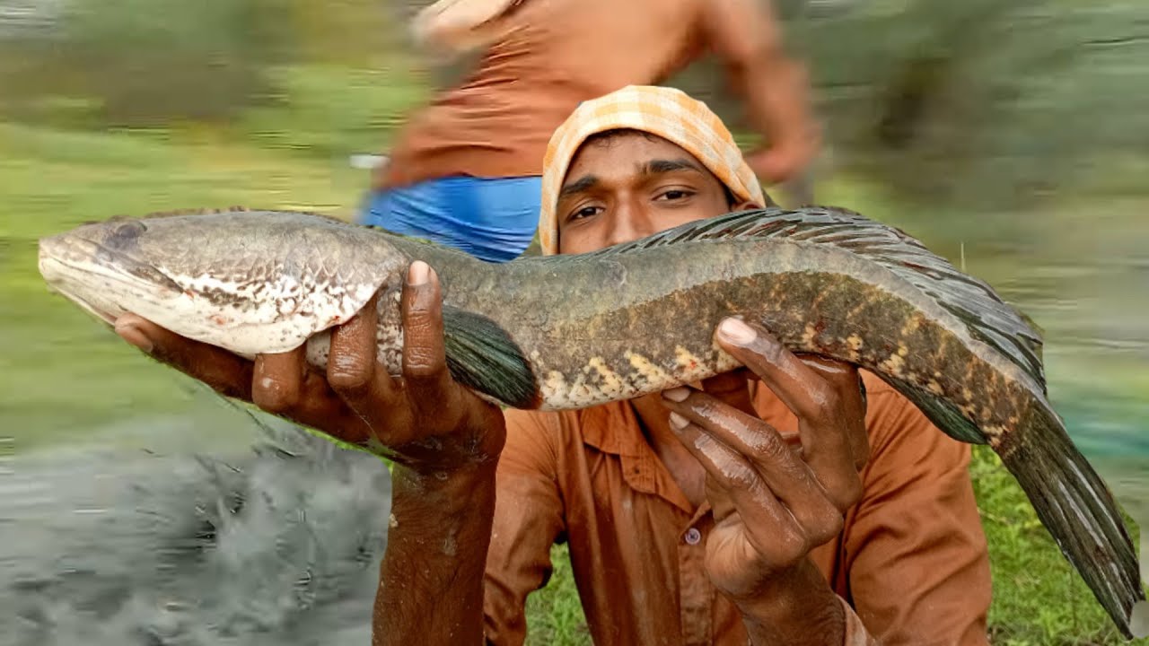 Incredible Big Size Murrel Fish | Aaththu Viraal Meen | Fishing In The ...