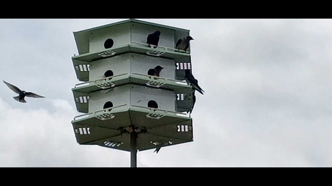 PURPLE MARTINS HOUSE WITH A BUNCH OF ACTIVE BIRDS - YouTube