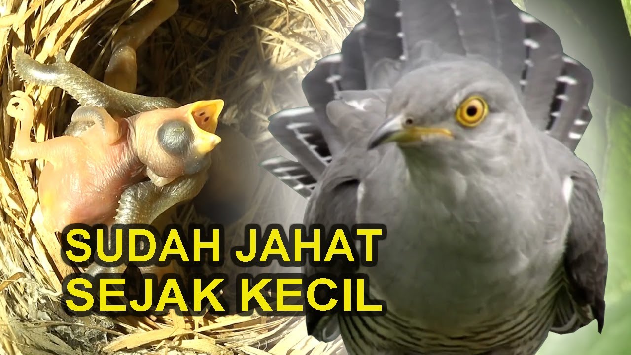 KEDASIH BURUNG PALING JAHAT DAN LICIK - YouTube