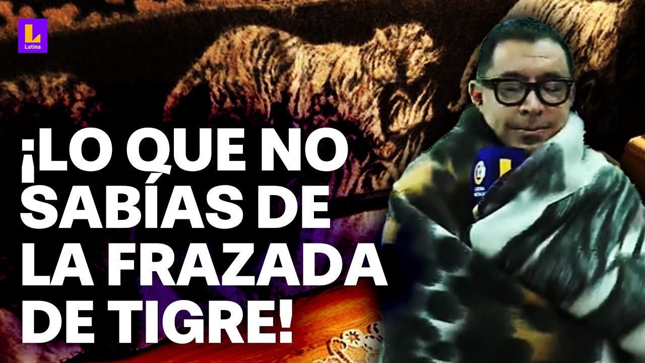 ¿De dónde vienen las frazadas de tigre? ¿Cuánto pesan? Lo que no sabías ...