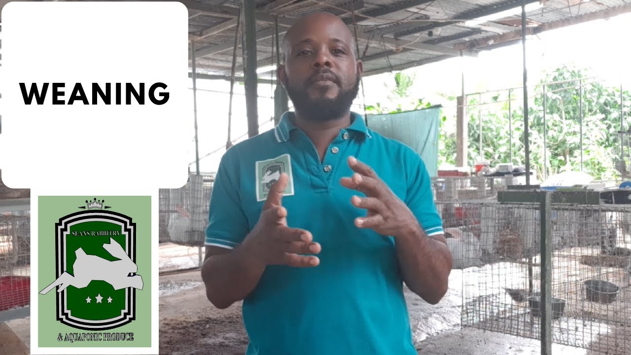 Trinidad Rabbit Farming - Weaning - YouTube