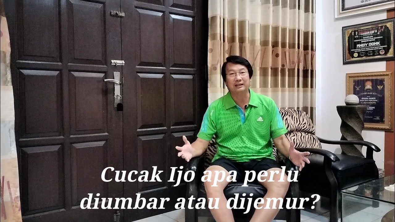 Cucak Ijo apa perlu diumbar atau di jemur ? - YouTube