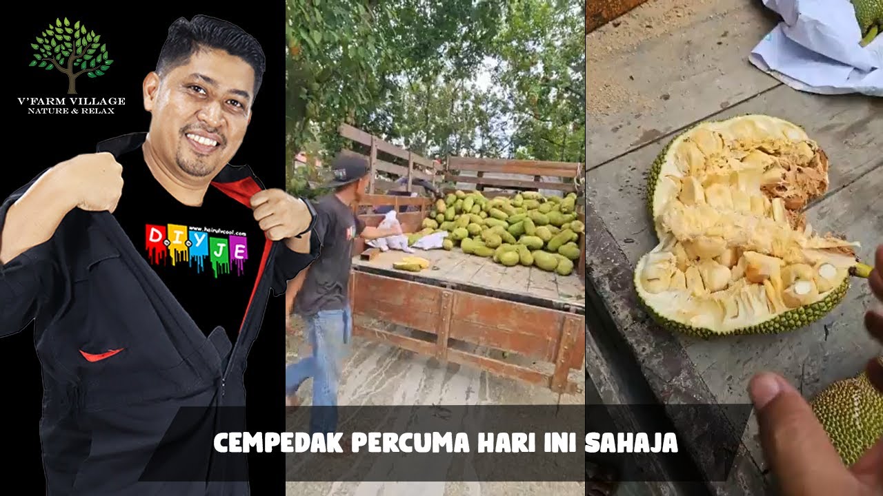 CEMPEDAK PERCUMA HARI INI SAHAJA!!! - YouTube