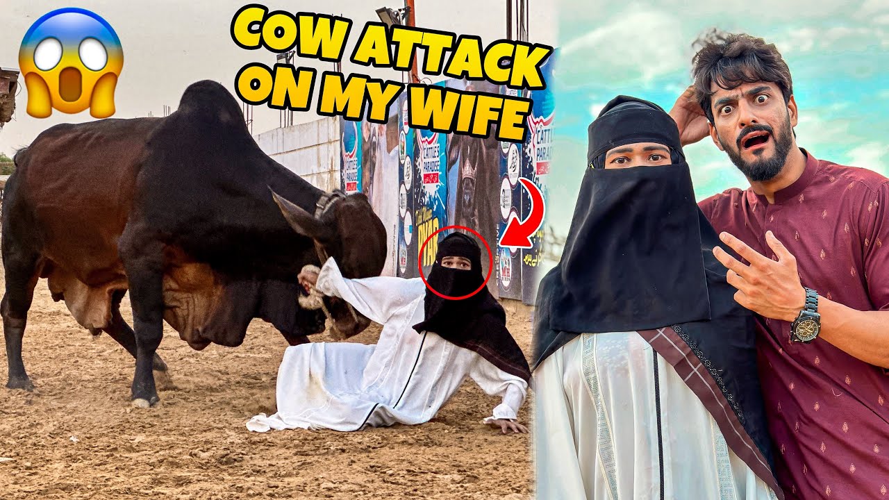 COW ATTACK ON MY WIFE 😱 | COW MANDI VLOG 😍 | MISHKAT KHAN - YouTube