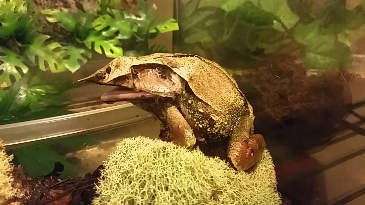 Molting Malayan leaf frog. - YouTube