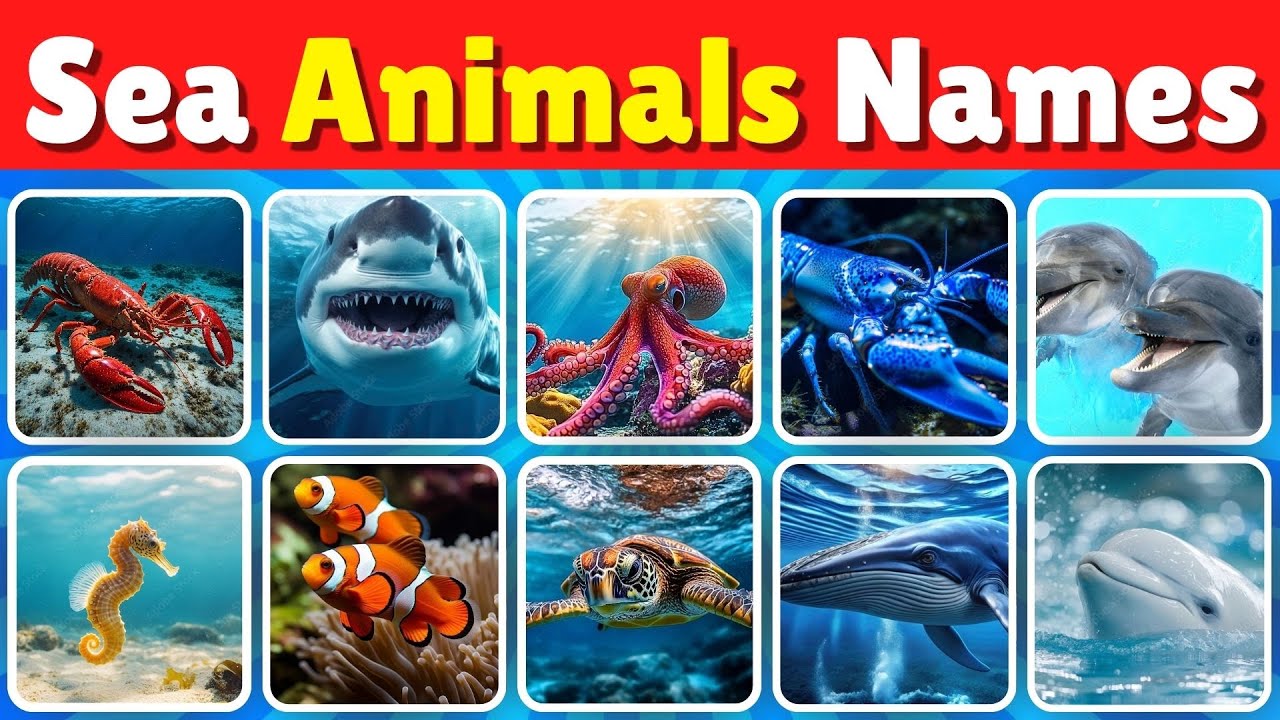 Shark, Dolphin, Octopus! Learn Sea Animals for Kids - YouTube
