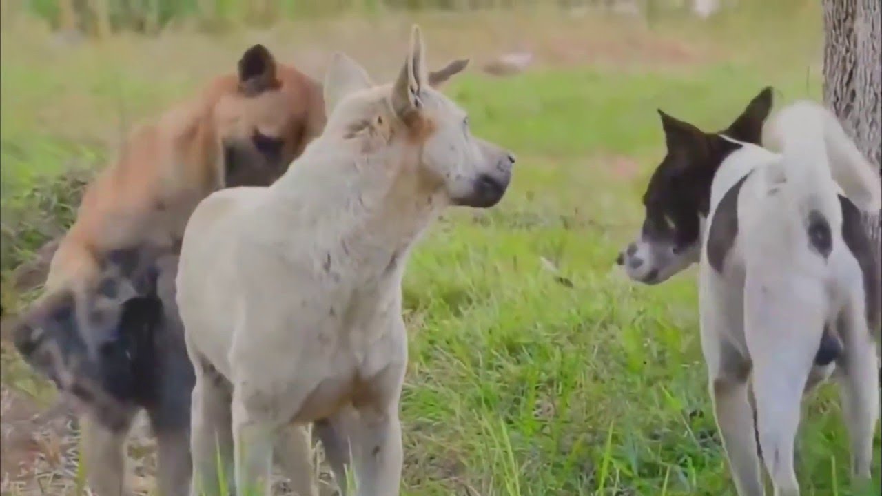 Amazing Smart Rural Dogs !! Dog Meeting for the Summer Season in ...