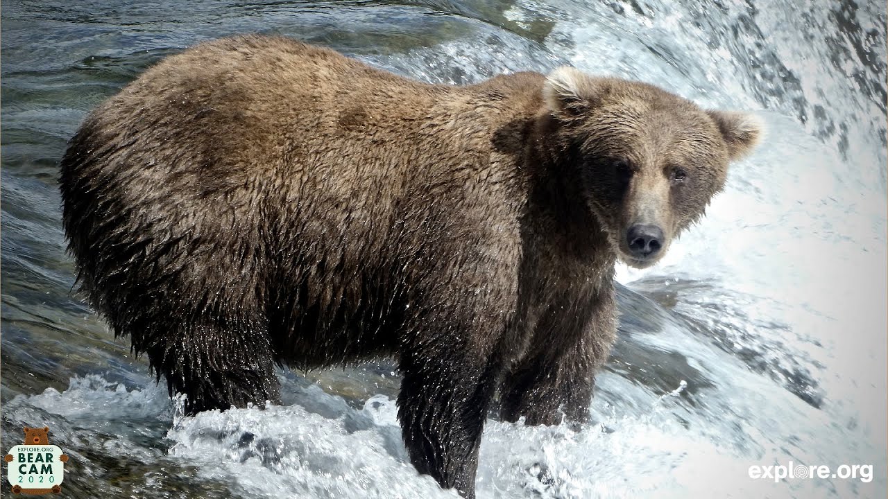 Live Chat | Fat Bear Week in the Classroom - YouTube