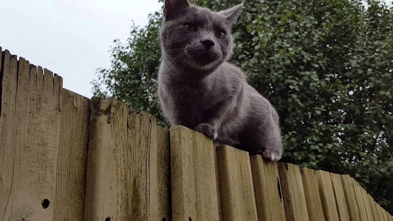 Panzer kitty! - YouTube