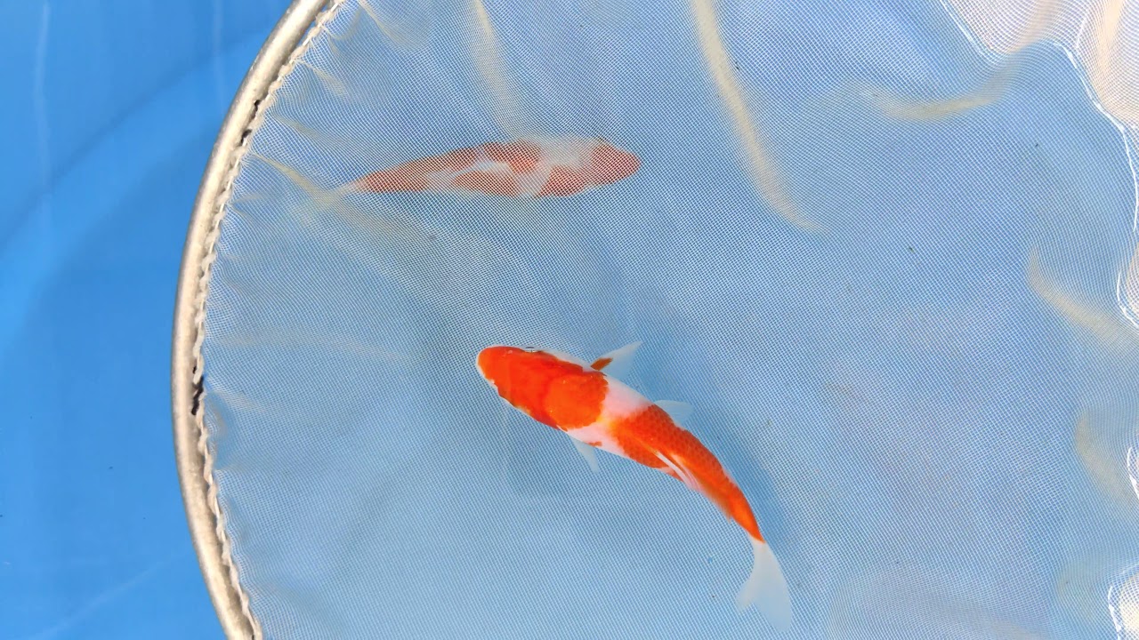 11269 Kohaku Tosai Torazo Koi Farm - YouTube