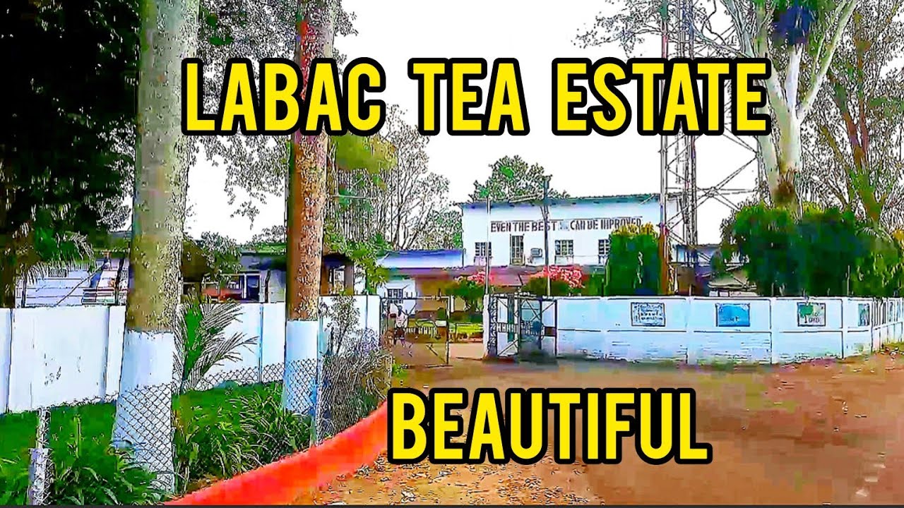 LABAC TEA ESTATE II TEA GARDEN II BEAUTIFUL VIEW II CACHAR II BORAK ...