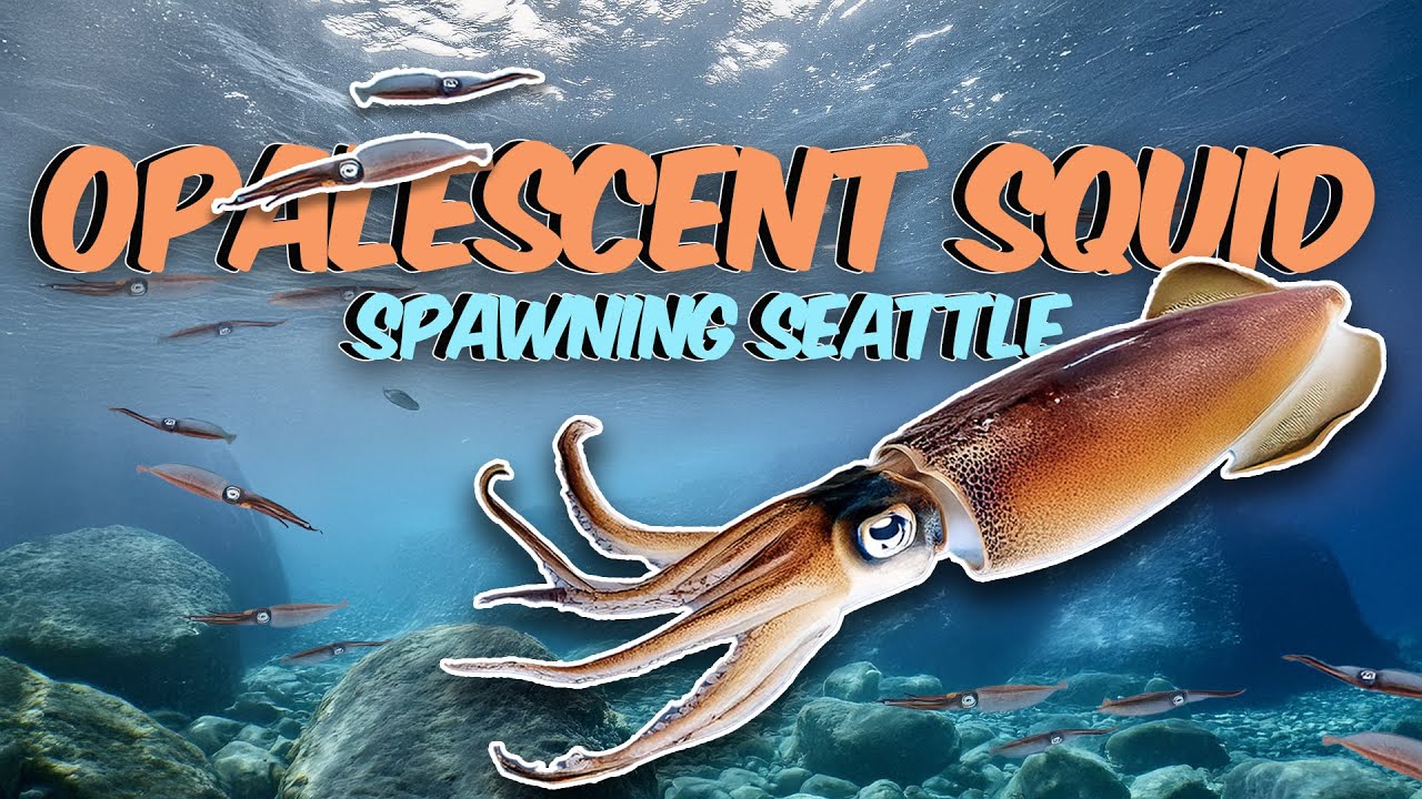 Opalescent Squid Spawning Seattle Washington - YouTube