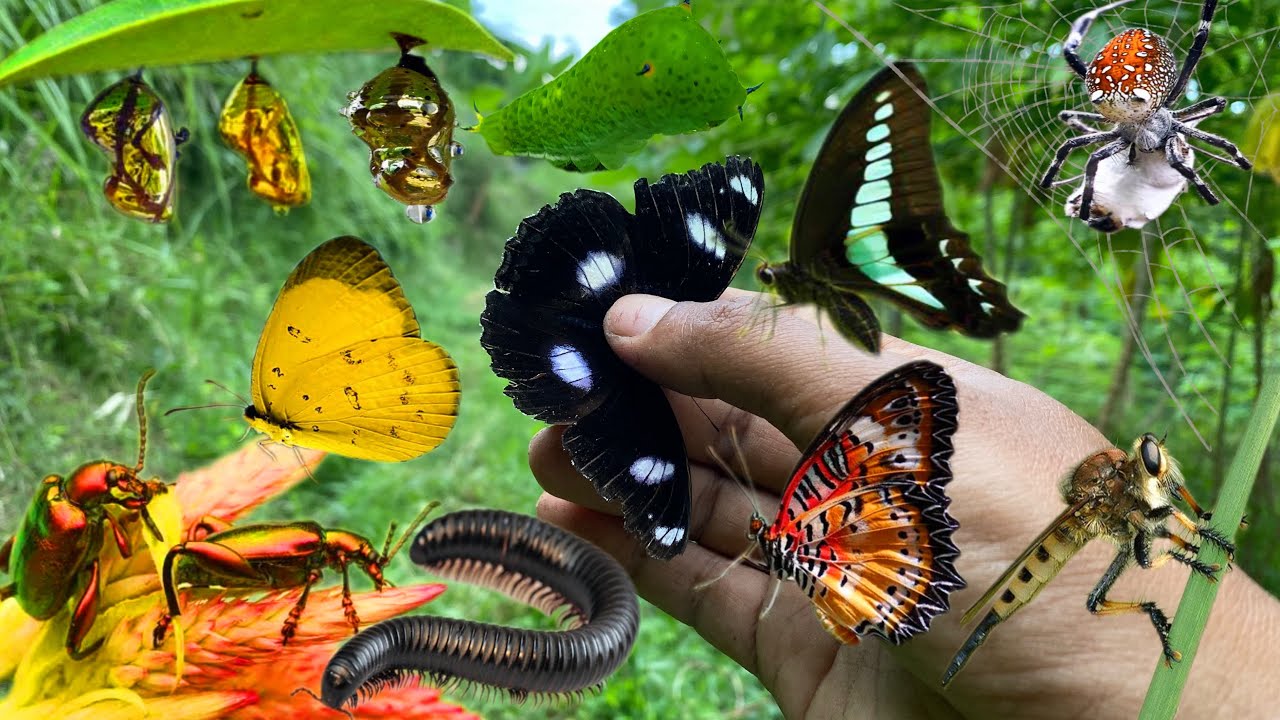 The secret of butterfly life: from caterpillar to beautiful butterfly ...