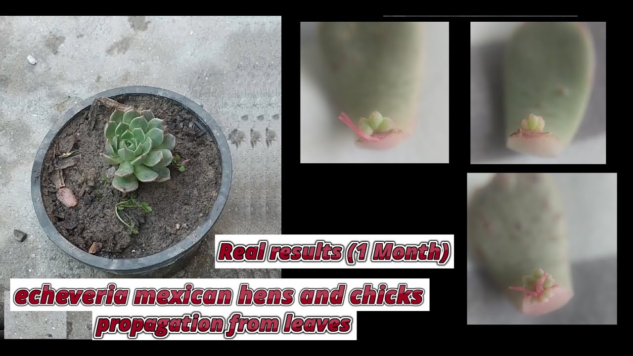how to grow echeveria Mexican Gem from leaves | grow echeveria mexican ...