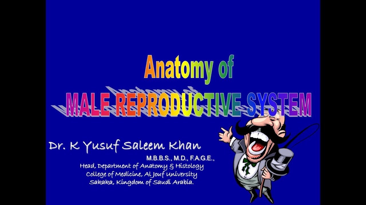 Anatomy Lecture of the TESTIS || Male Reproductive System || Dr. Yusuf ...