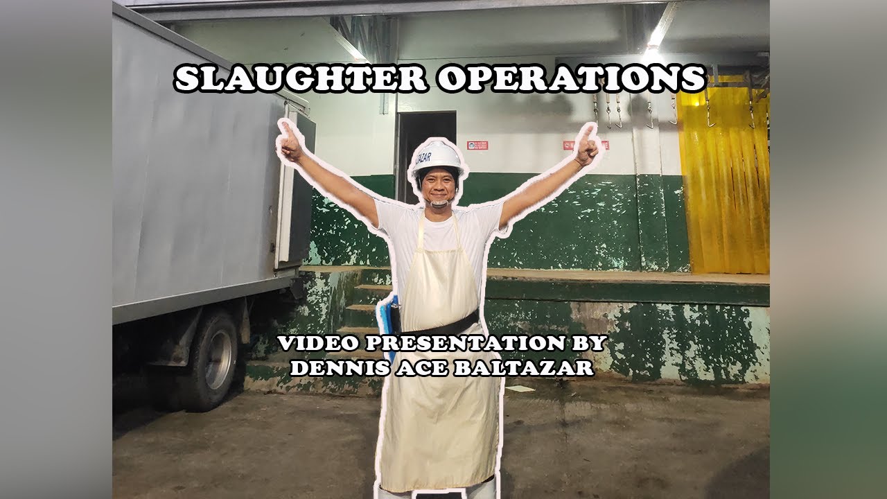 Video Demonstration of a Slaughter Operations by Dennis Ace Baltazar ...