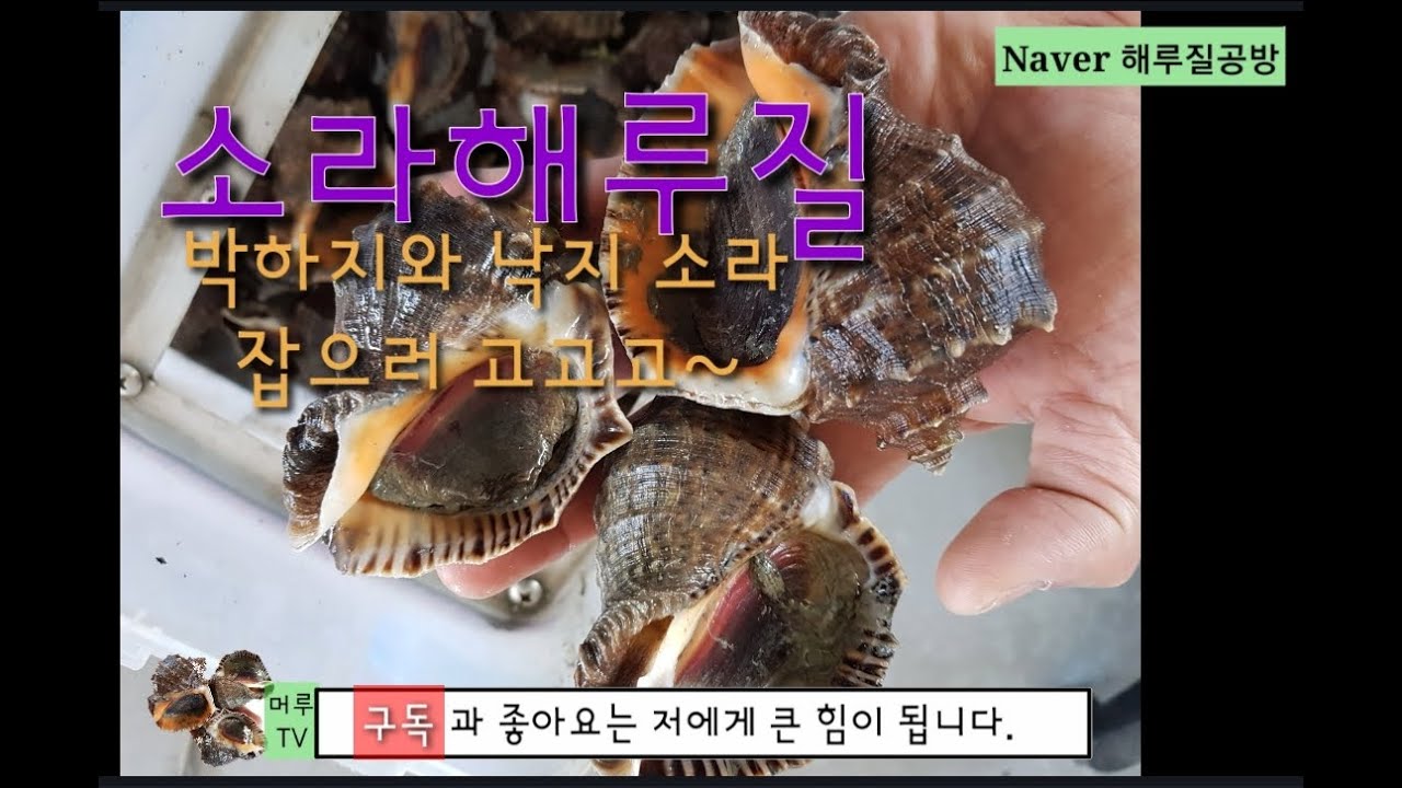 소라만통하고 초보탈출하기! Korea conch fishing~ - YouTube
