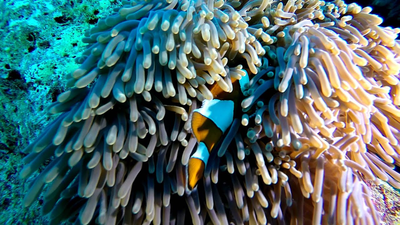 2016 Thailand Similans Diving Safari - YouTube