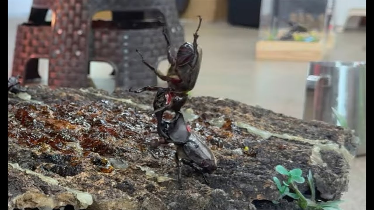 14시 시작! Insect of the storm 곤충 배틀 라이브 - YouTube