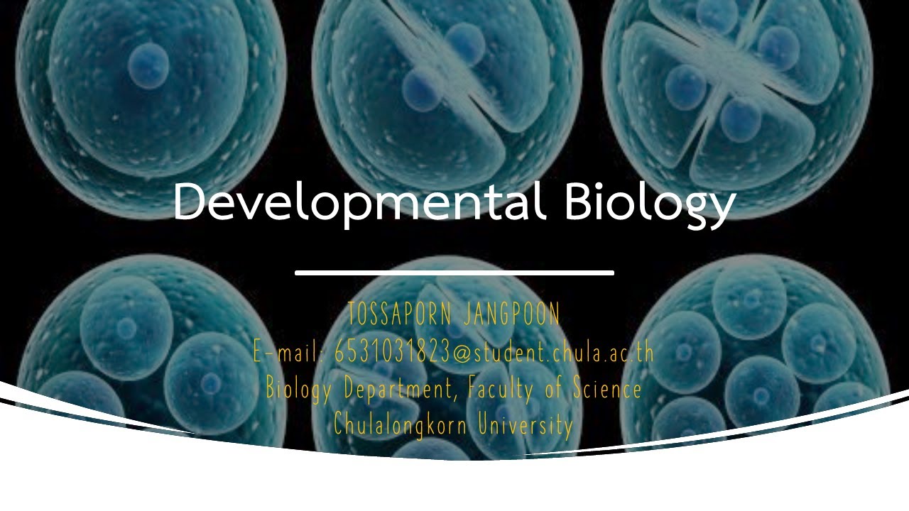 2303101 General Biology 1 CU : 4A Dev Bio 3 - YouTube