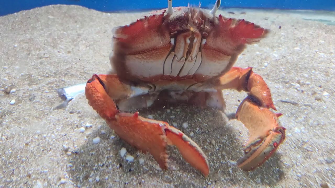 Spanner crab in AQUA WORLD [Fish Exhibition Kanyakumari] - YouTube